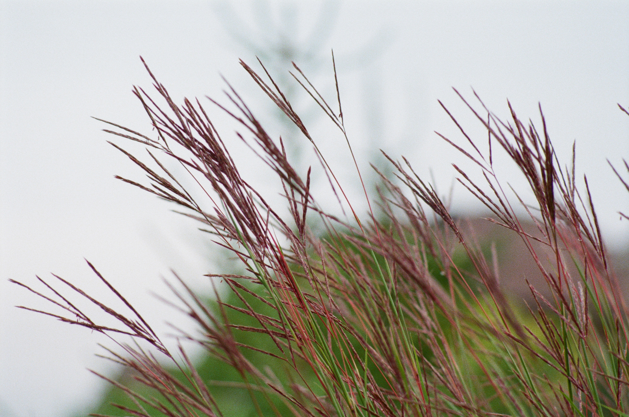 Brilliant Ornamental Grasses To Give Your Border Light And Movement ...