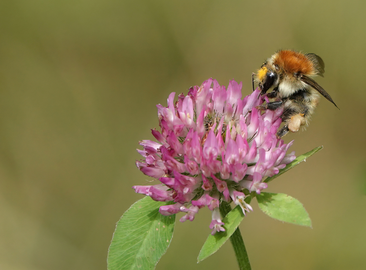 12 Common UK Insects And How To Identify Them – The Nature Network