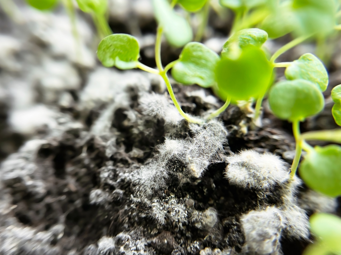 10 Possible Reasons Your Seeds Didn’t Germinate, And What You Can Do ...