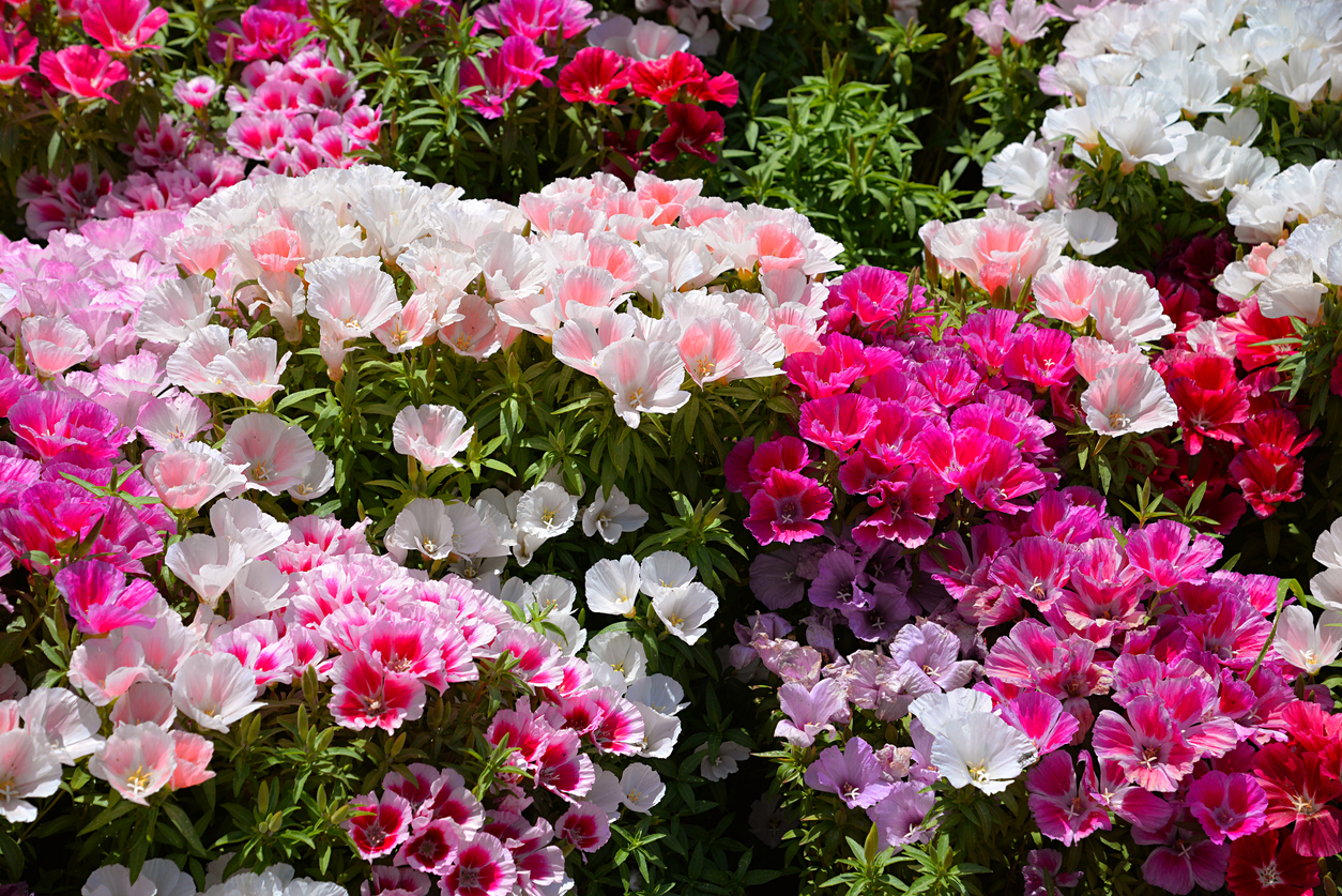 15 Annuals That Deserve A Spot In Every UK Garden – The Nature Network