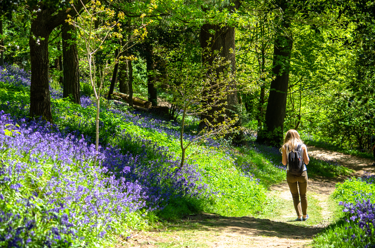 Why Picking Bluebells Could Land You In Legal Trouble – The Nature Network