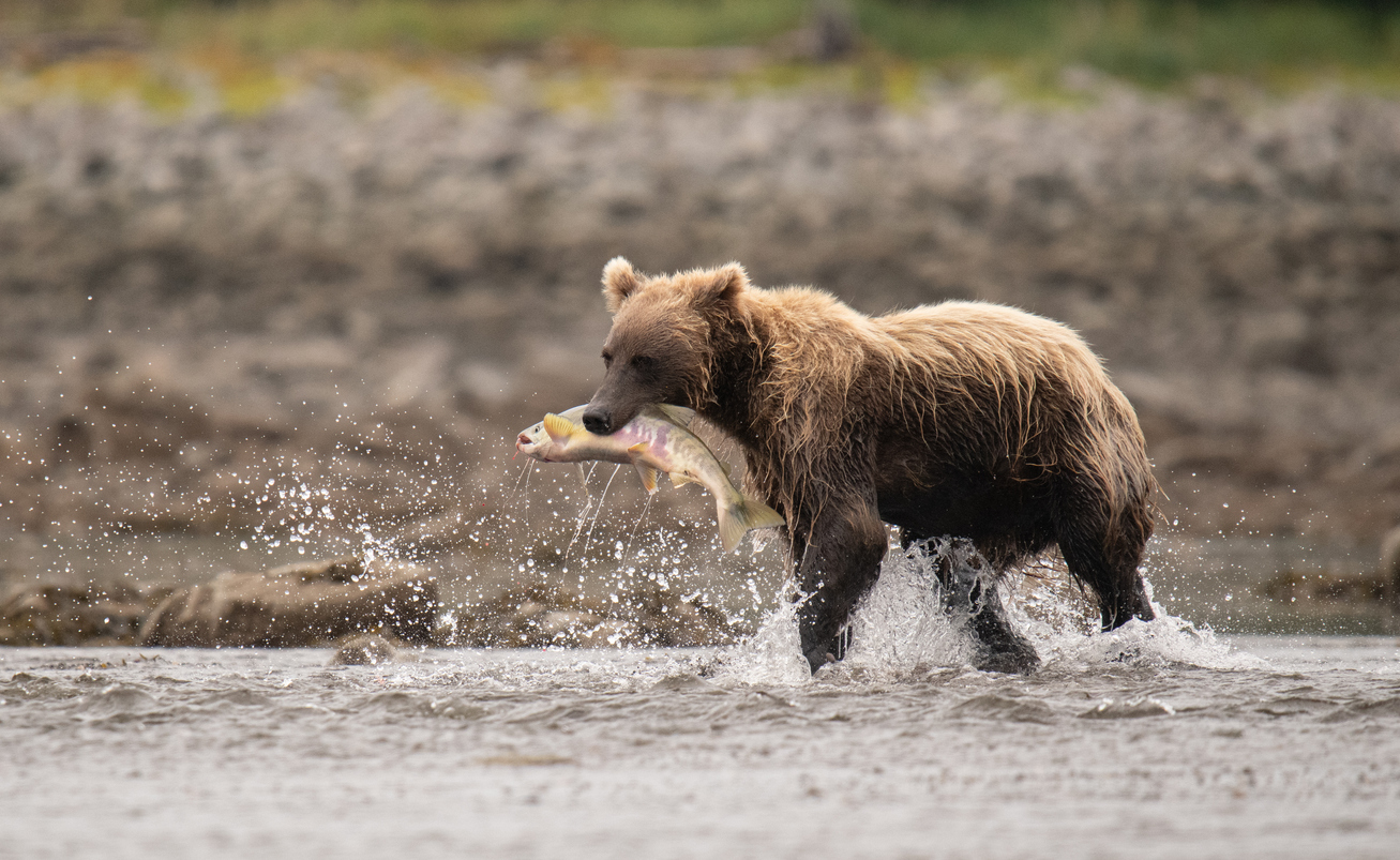 Can Bears Really Smell Food From 20 Miles Away? – The Nature Network