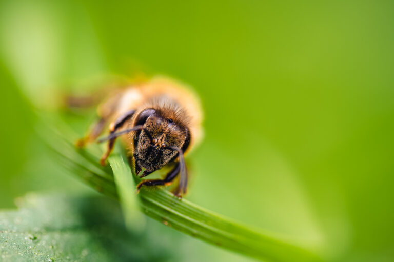 Nectar vs Pollen: What’s the Difference? – The Nature Network