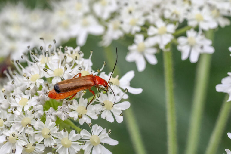 12 Common UK Insects And How To Identify Them – The Nature Network