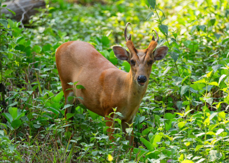 What Are Antlers Made Of? And More Deer Facts – The Nature Network