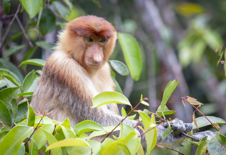 Why Proboscis Monkeys Have Noses They Can Practically Trip Over – The ...