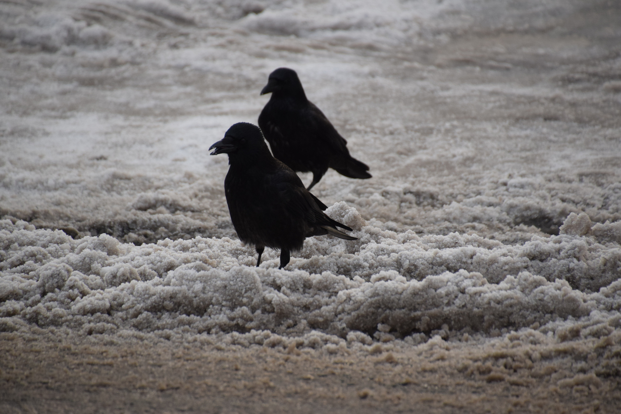 Birds That Mate For Life (And the Surprising Ways They Show It) – The ...