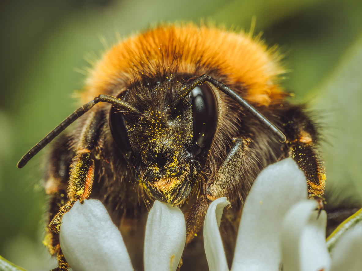Nectar vs Pollen: What’s the Difference? – The Nature Network