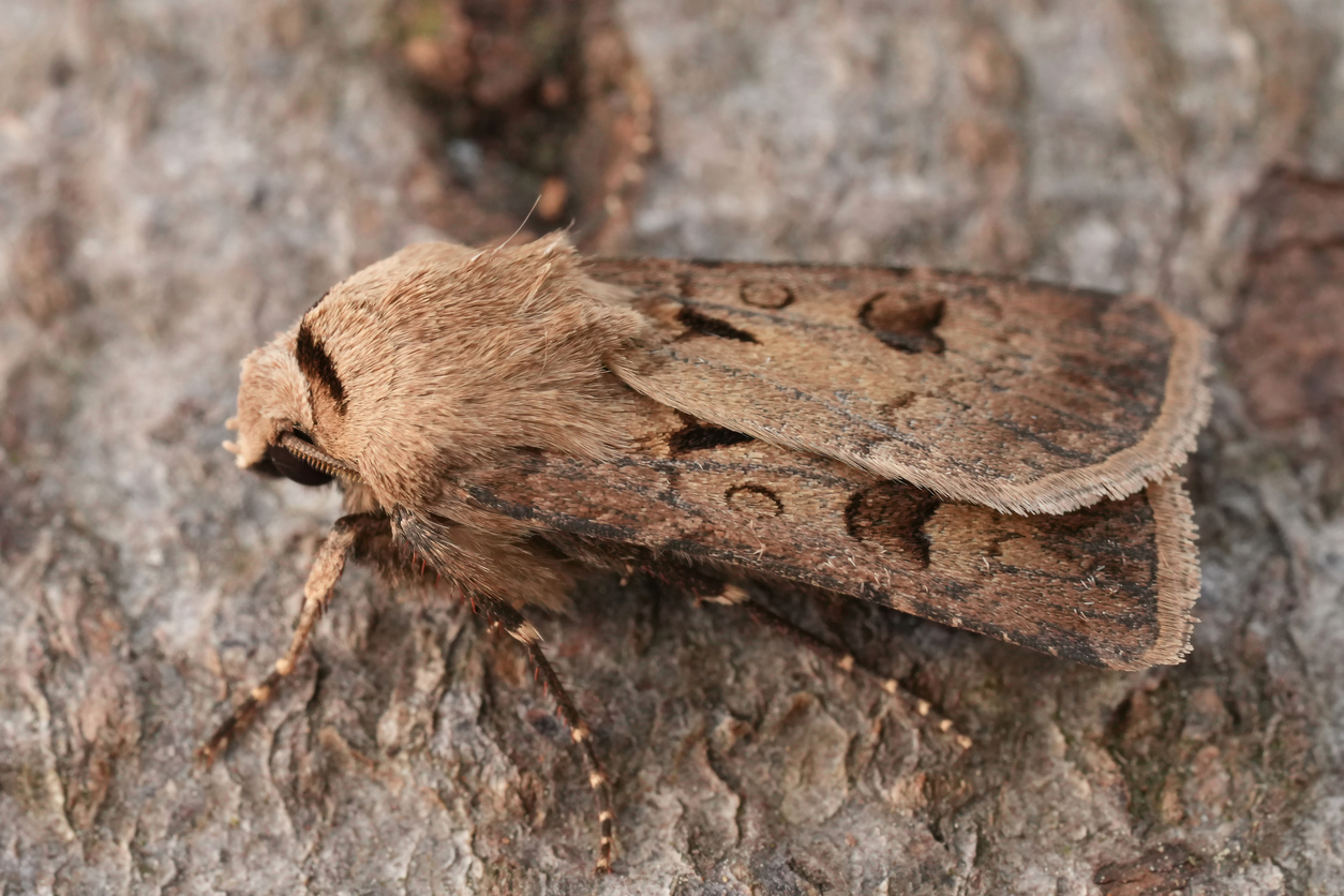 13 Rare Moths That Depend On UK Trees – The Nature Network
