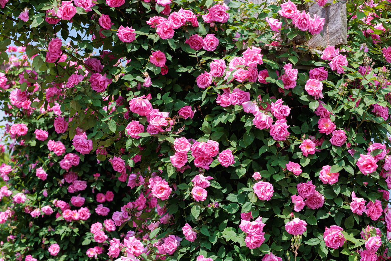 Fast-Growing Climbing Roses That’ll Cover A Wall In No Time – The ...