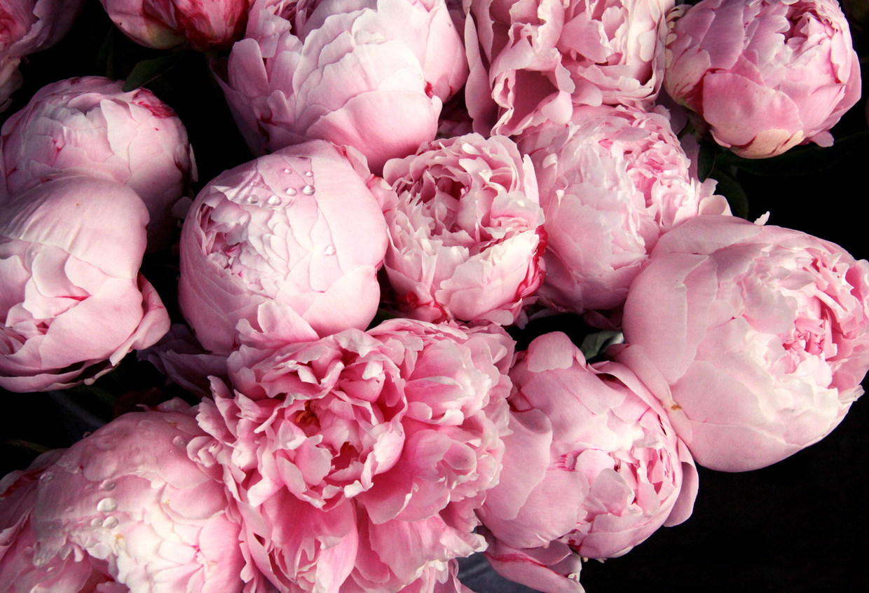 16 Flowers With Secret Meanings – The Nature Network