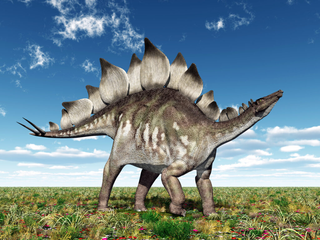 Did Stegosaurus Really Use Its Spikes To Fight, Or For Something Else ...