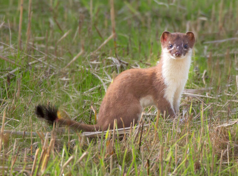 Stoat Or Weasel? How To Tell The Difference – The Nature Network