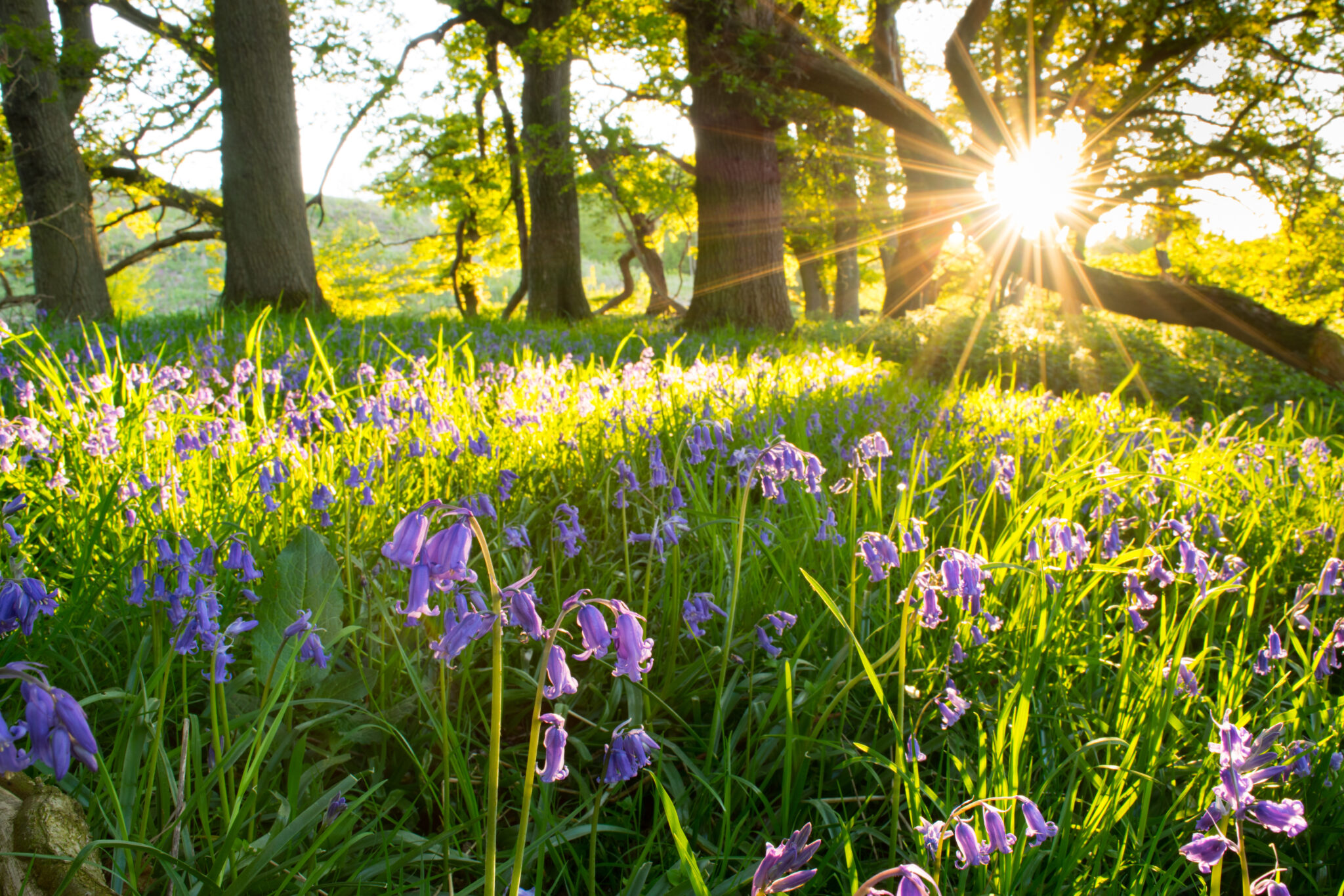Why Picking Bluebells Could Land You In Legal Trouble – The Nature Network