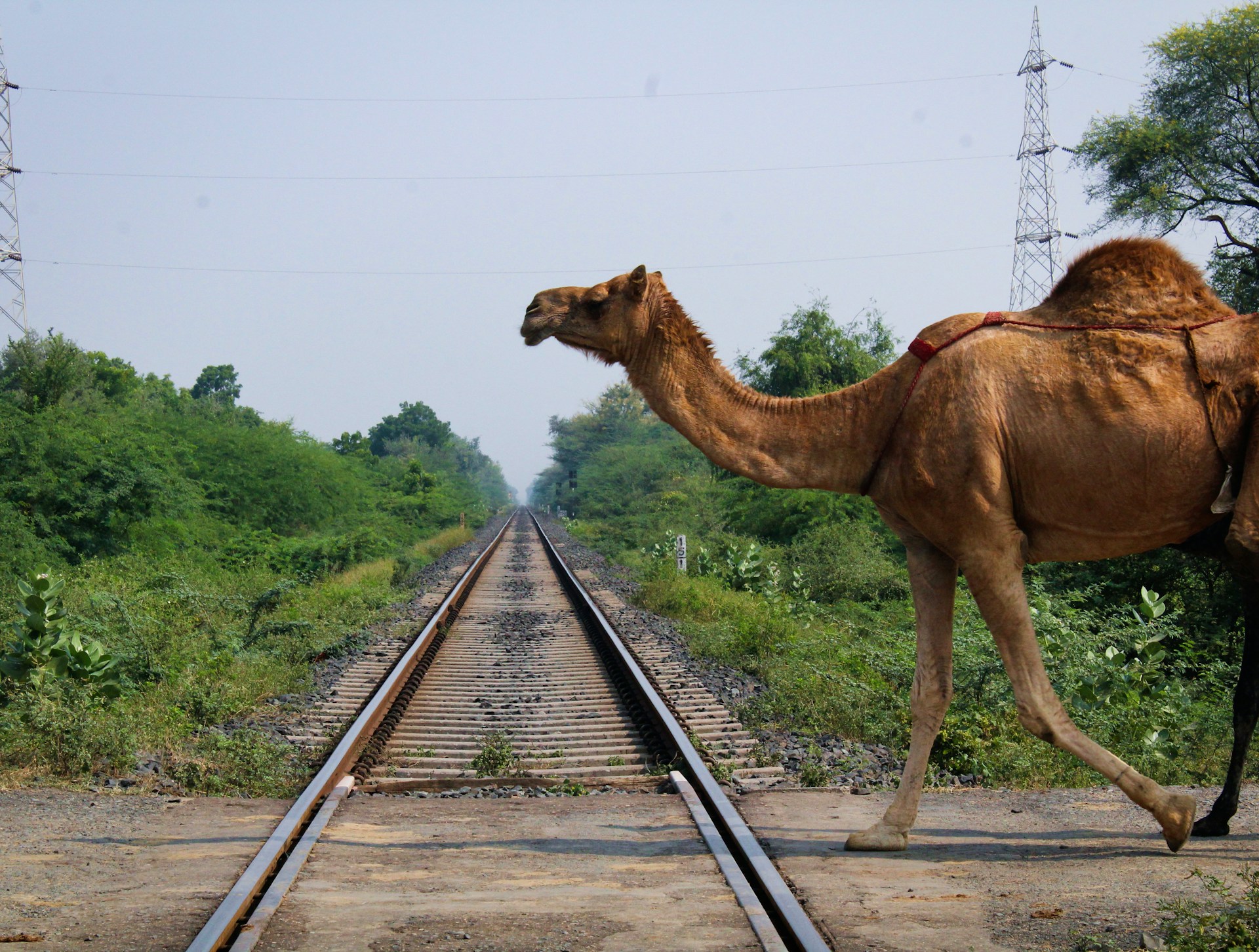 What Do Camels Store In Their Humps? And Other Camel Superpowers – The ...