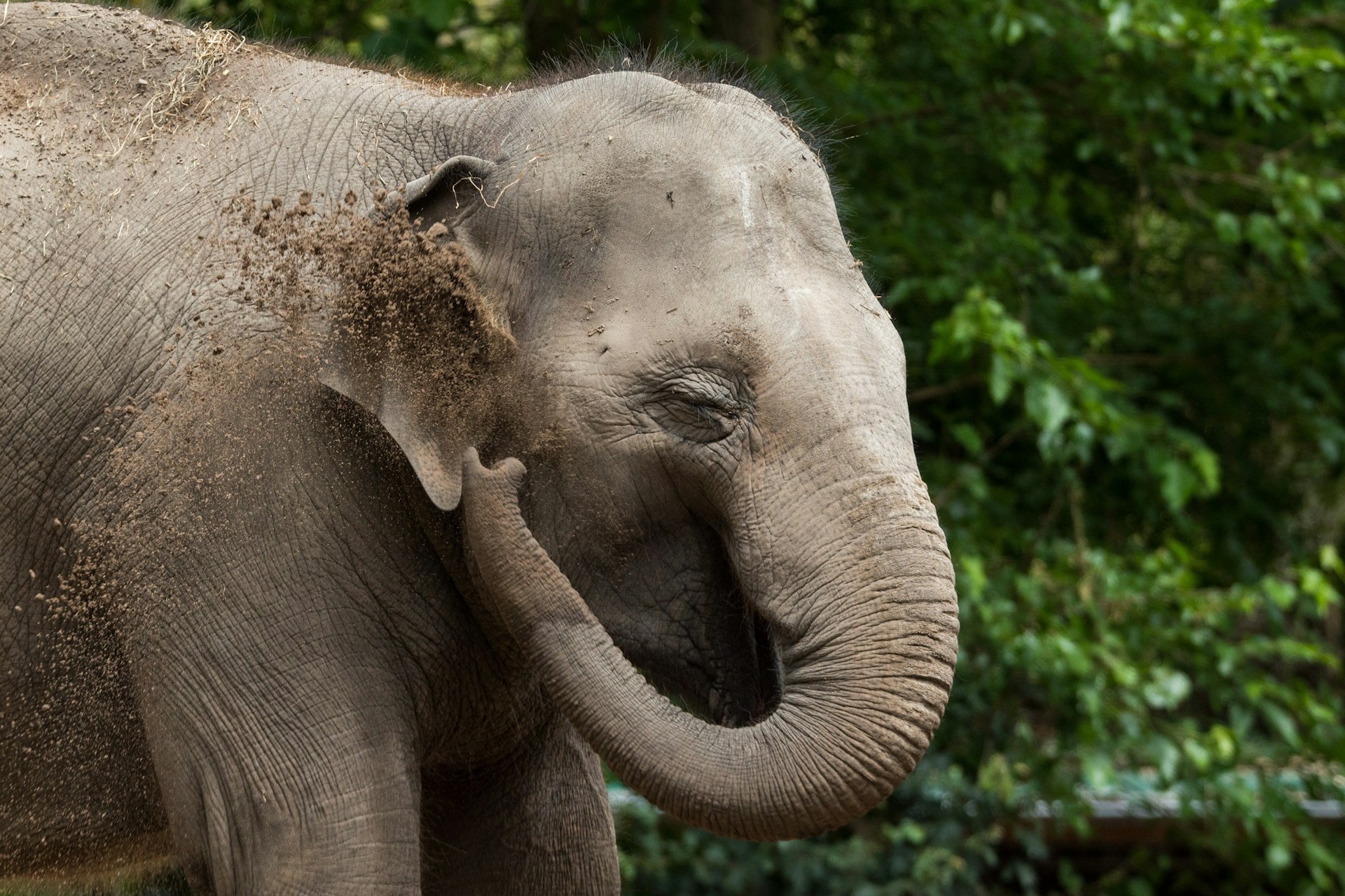 How Big Is an Elephant’s Brain? – The Nature Network
