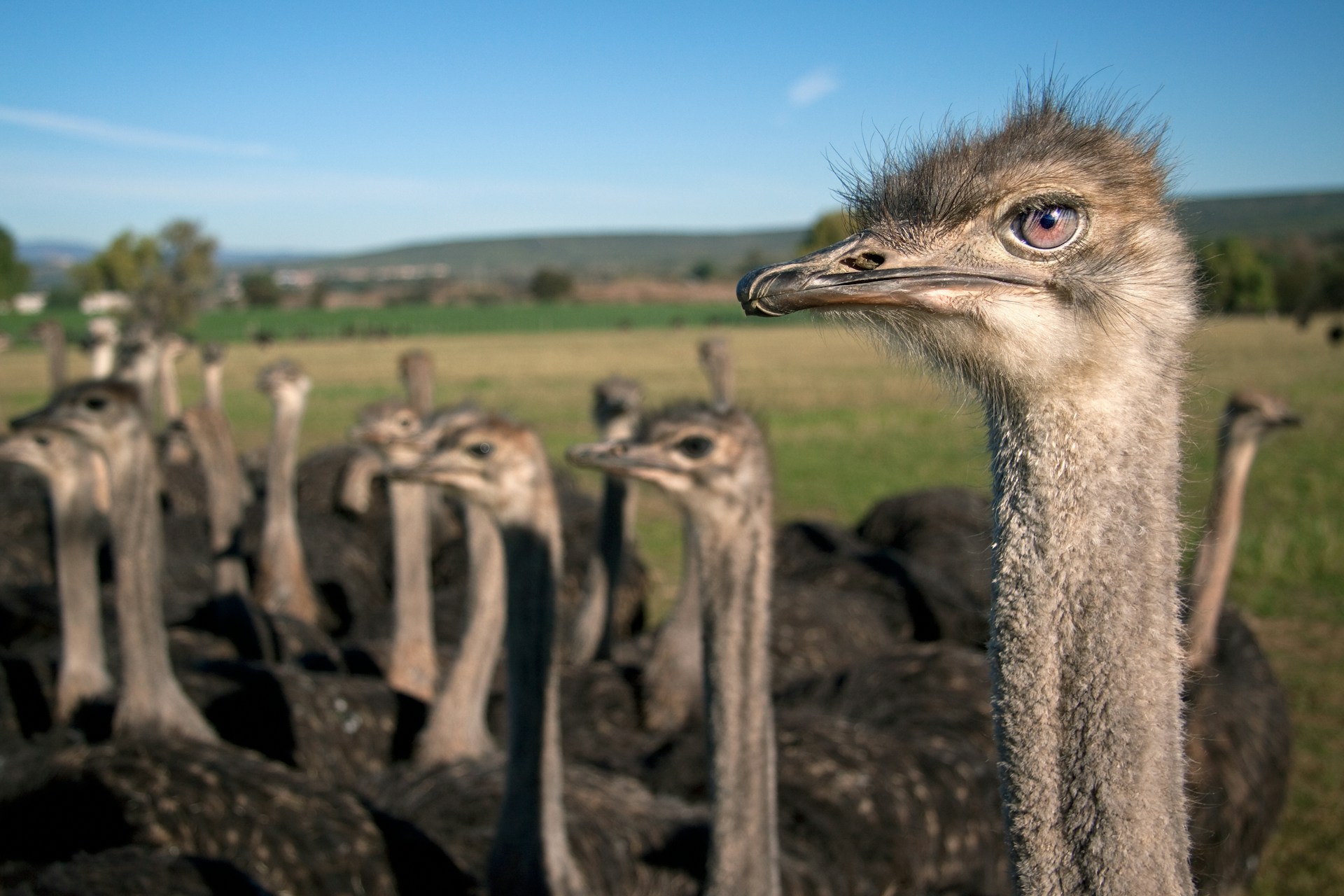 Ostrich: Everything You Need To Know About The Largest Bird In The ...