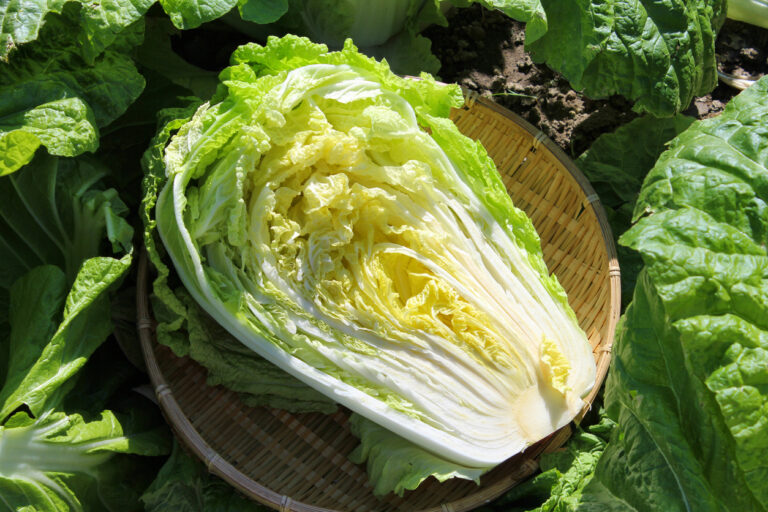 Which Cabbage Should You Grow? A Quick Guide To Popular Varieties – The ...