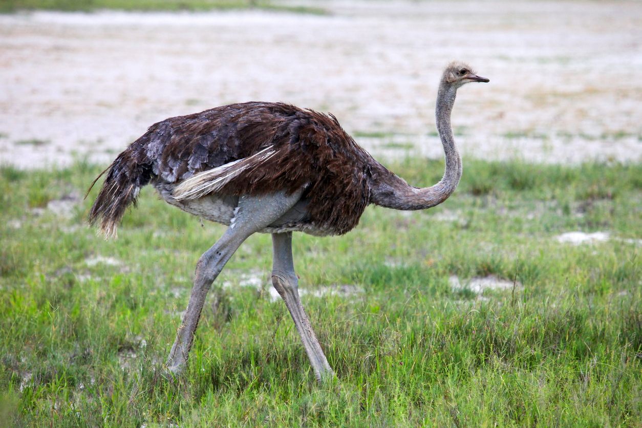 Ostrich: Everything You Need To Know About The Largest Bird In The ...