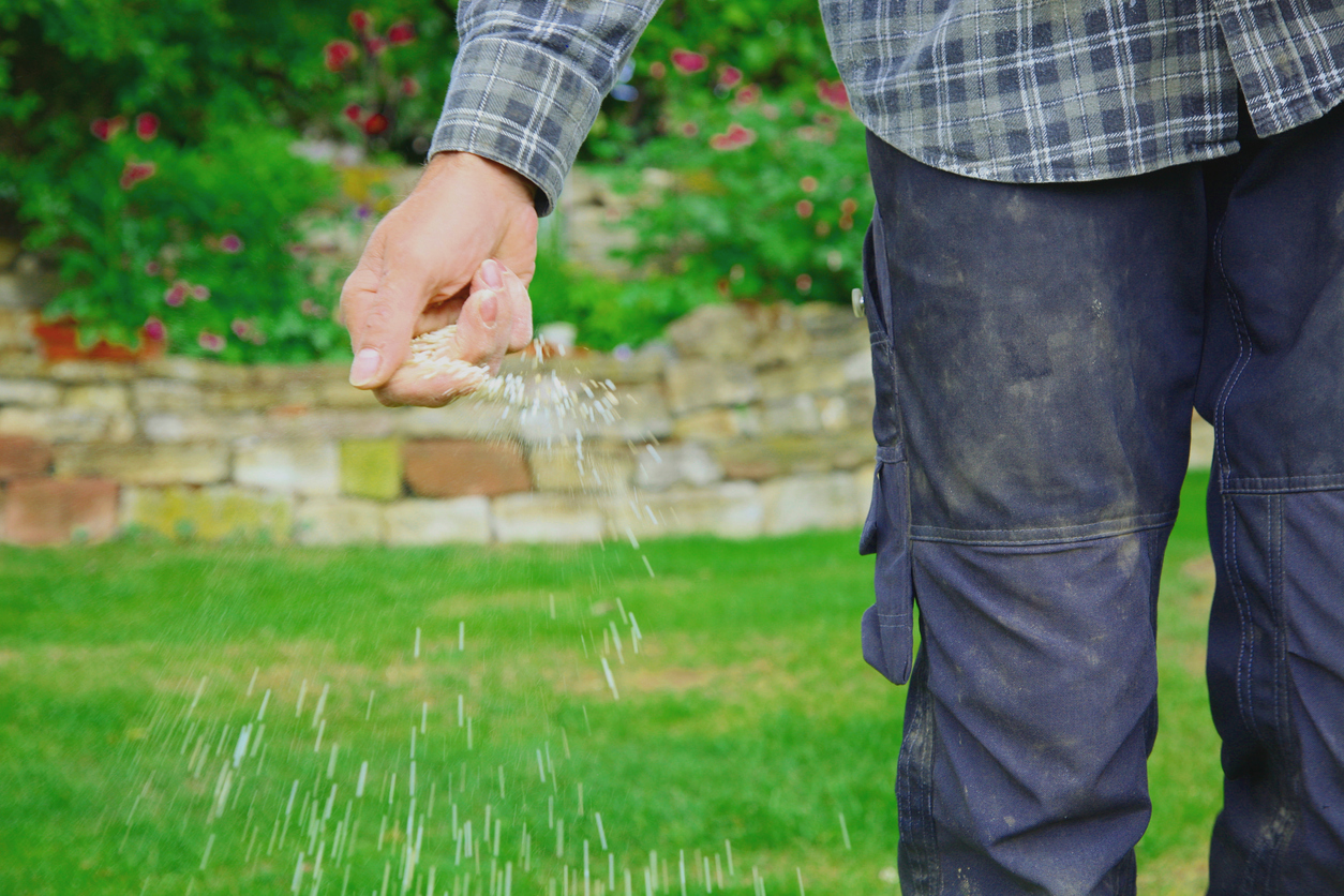 What Is Lawn Sand And How Do You Use It? – The Nature Network