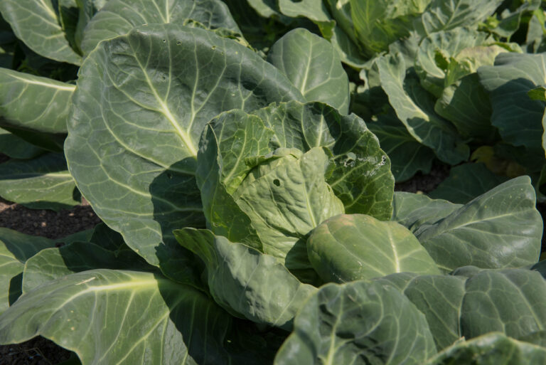Which Cabbage Should You Grow? A Quick Guide To Popular Varieties – The ...