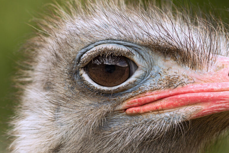 Ostrich: Everything You Need To Know About The Largest Bird In The ...