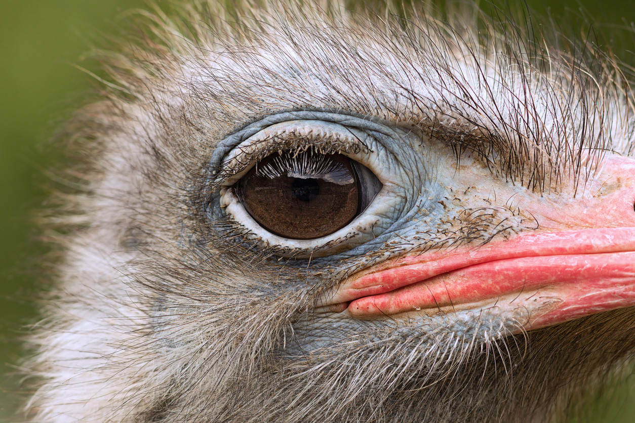 Ostrich: Everything You Need To Know About The Largest Bird In The ...