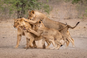 Why Do Animals Play? – The Nature Network