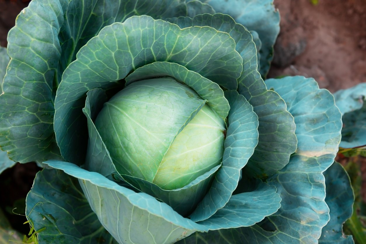 Which Cabbage Should You Grow? A Quick Guide To Popular Varieties – The ...
