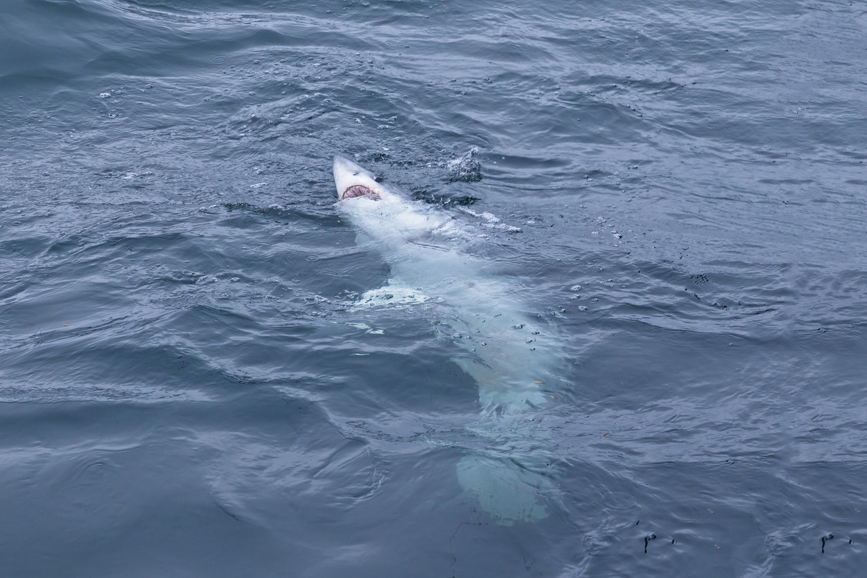 The 10 Largest Fish in UK Waters – The Nature Network