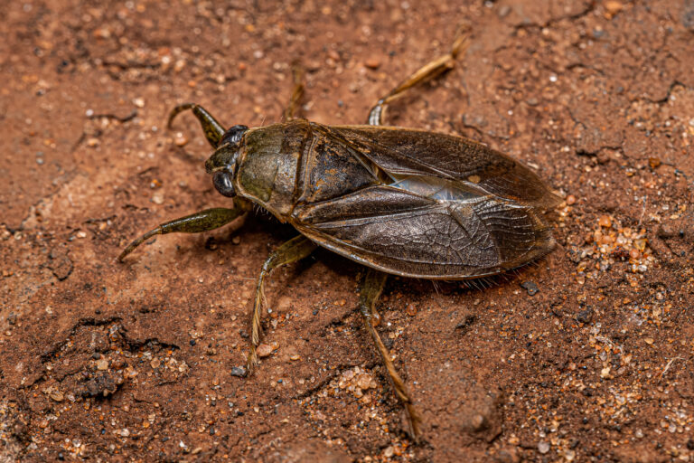 The World’s Largest Insects (And Where You’ll Actually Find Them) – The ...