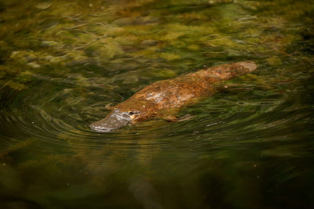 Facts That Prove The Platypus Is A Real-Life Frankenstein’s Monster ...