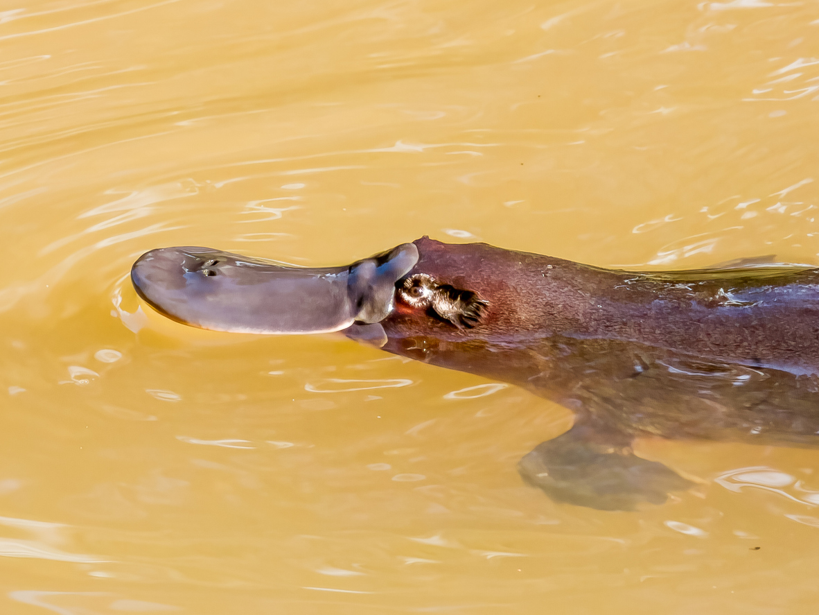 Facts That Prove The Platypus Is A Real-Life Frankenstein’s Monster ...
