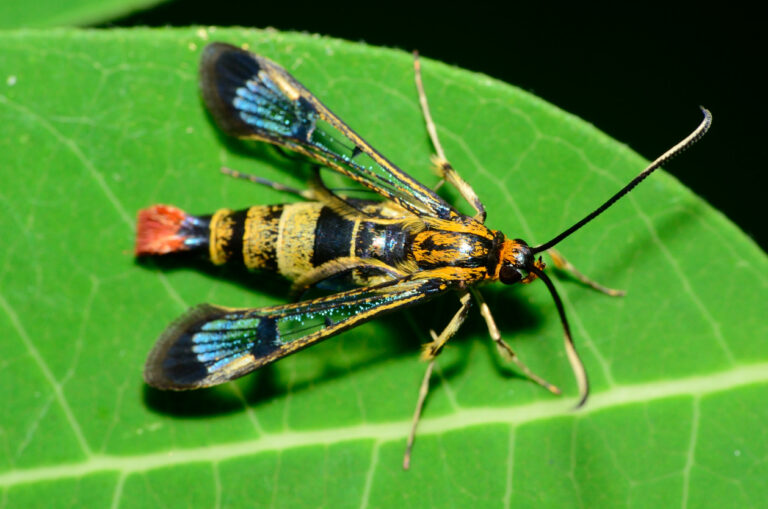 12 Creatures That Have Evolved to Be Perfect Mimics Of Other Species ...