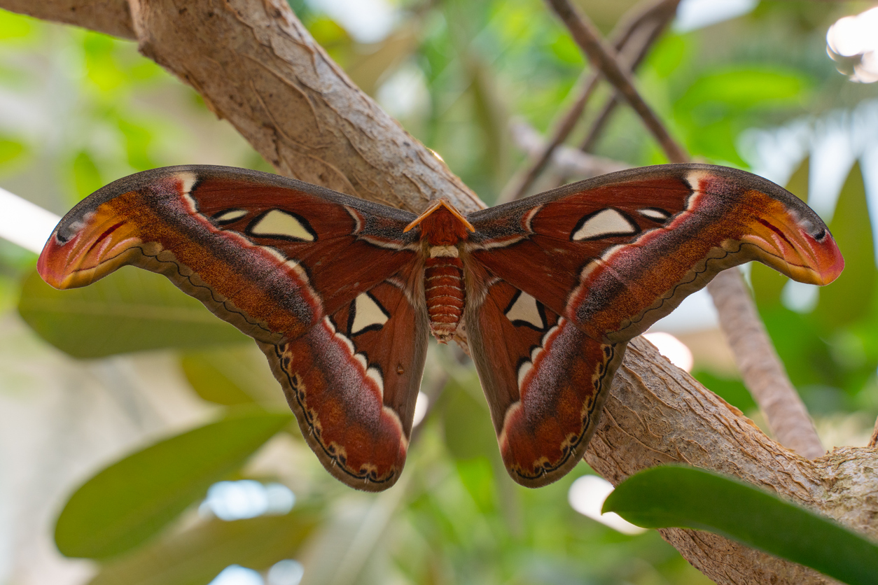 The World’s Largest Insects (And Where You’ll Actually Find Them) – The ...