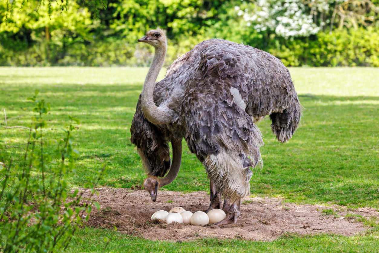 Ostrich: Everything You Need To Know About The Largest Bird In The ...