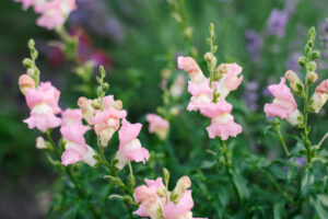 16 Flowers With Secret Meanings – The Nature Network