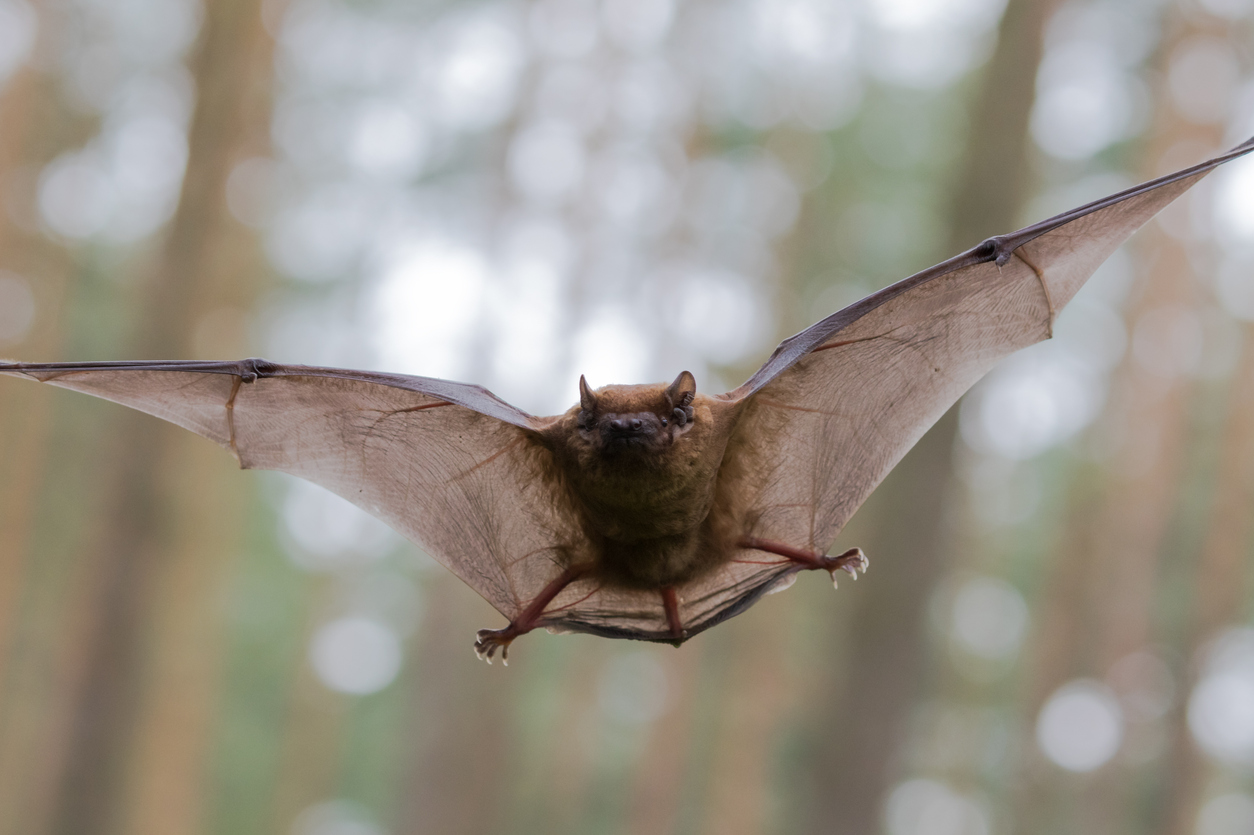 10 Animals That Have Specifically Adapted To Forest Life – The Nature ...