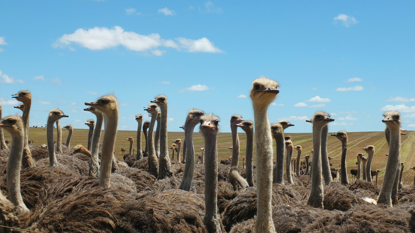 Ostrich: Everything You Need To Know About The Largest Bird In The ...