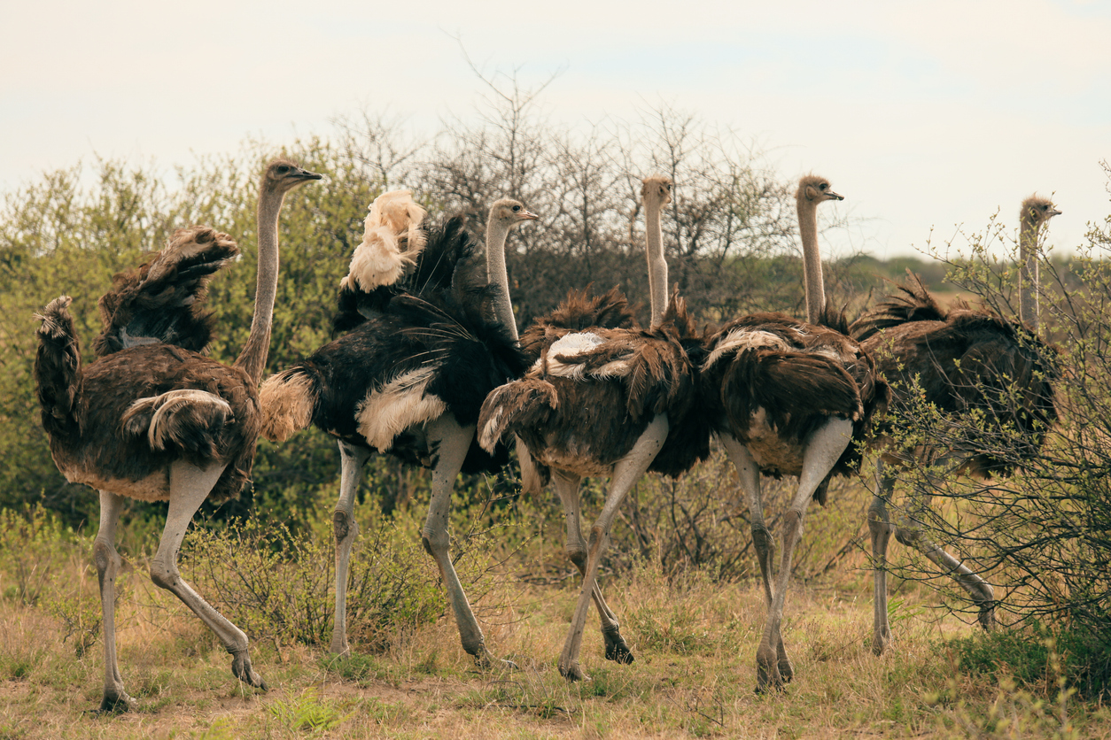 Ostrich: Everything You Need To Know About The Largest Bird In The ...