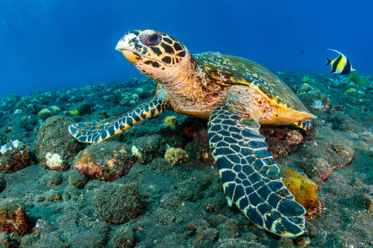 How Do Animals Communicate Underwater? – The Nature Network