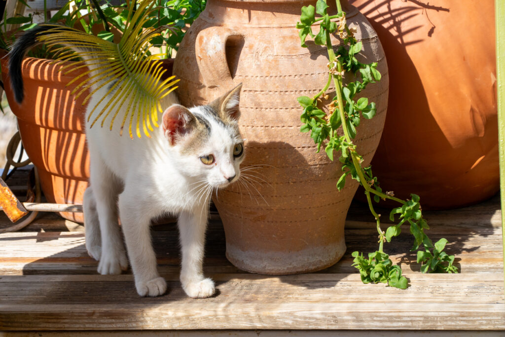 The Science Is In, And Cats Are Nearly Perfect Hunters – The Nature Network