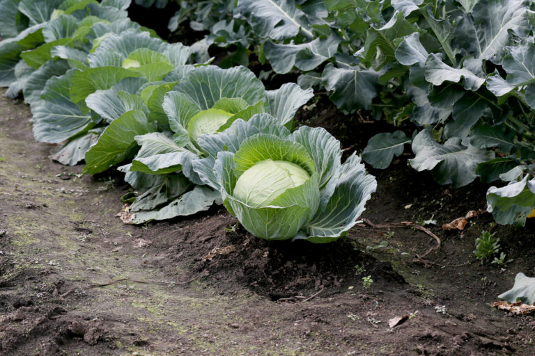 Which Cabbage Should You Grow? A Quick Guide To Popular Varieties – The ...