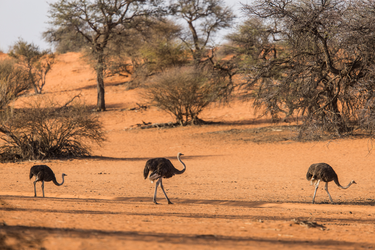 Ostrich: Everything You Need To Know About The Largest Bird In The ...