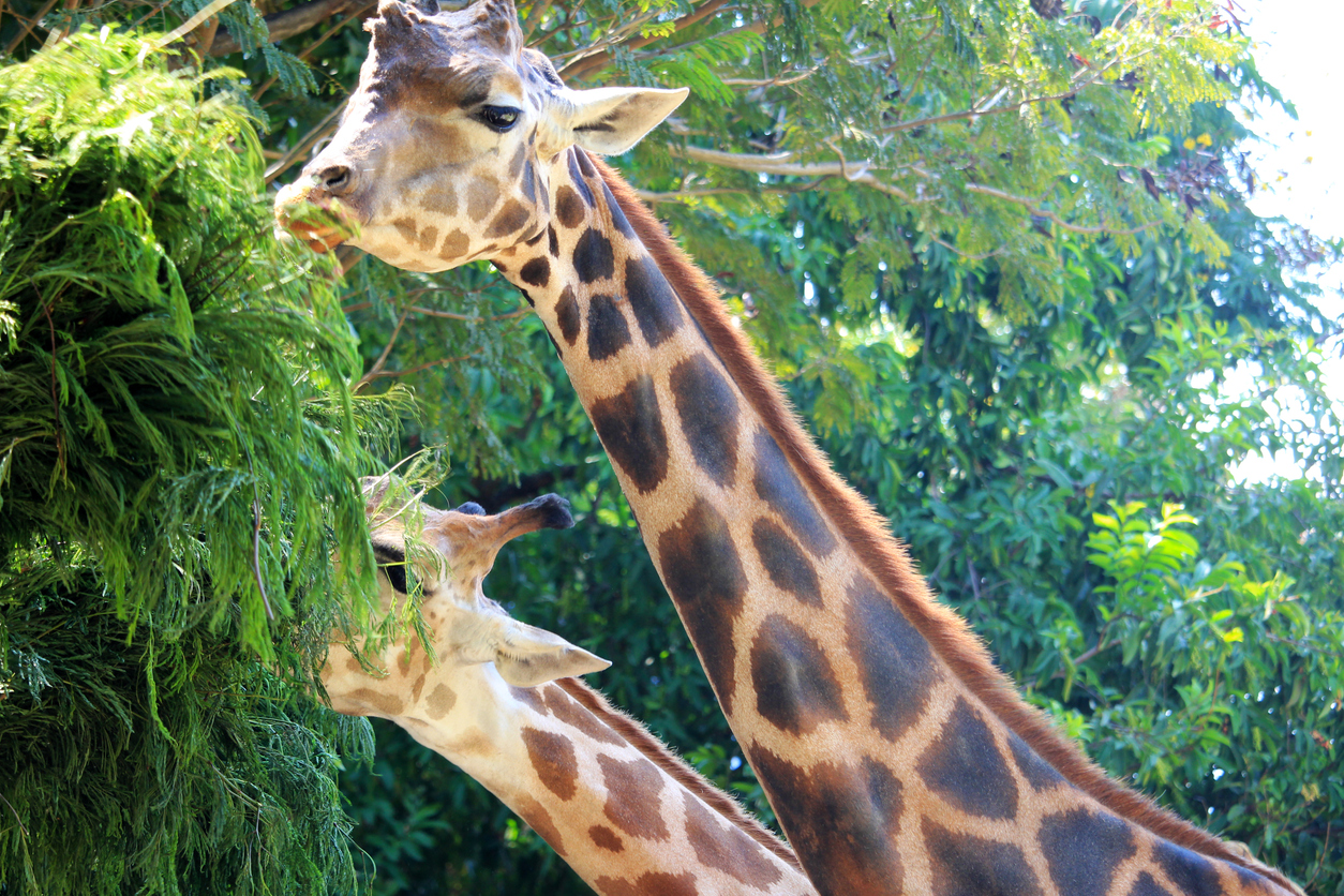 13 Animal Stereotypes Everyone Believes (But Aren’t True) – The Nature ...