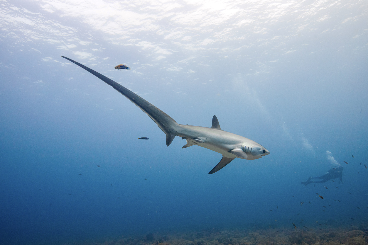 The 10 Largest Fish in UK Waters – The Nature Network