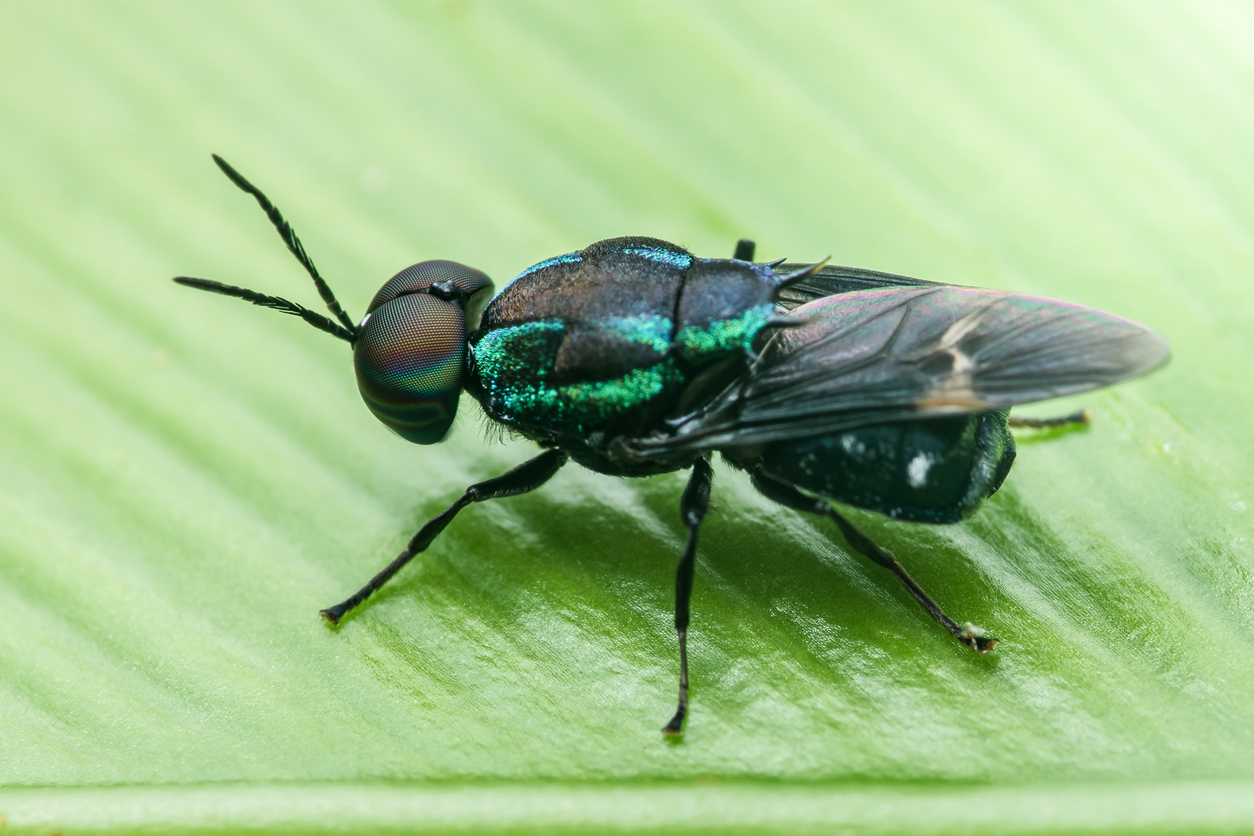 Meet The Black Soldier Fly, The Bug Turning Food Waste Into Powerful ...