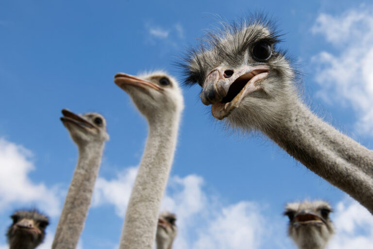 Ostrich: Everything You Need To Know About The Largest Bird In The ...