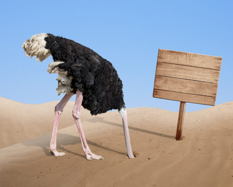 Ostrich: Everything You Need To Know About The Largest Bird In The ...