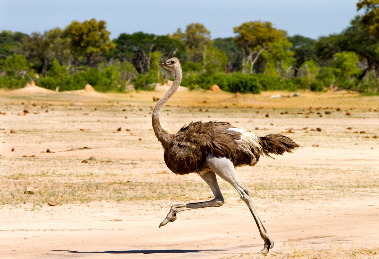 Ostrich: Everything You Need To Know About The Largest Bird In The ...